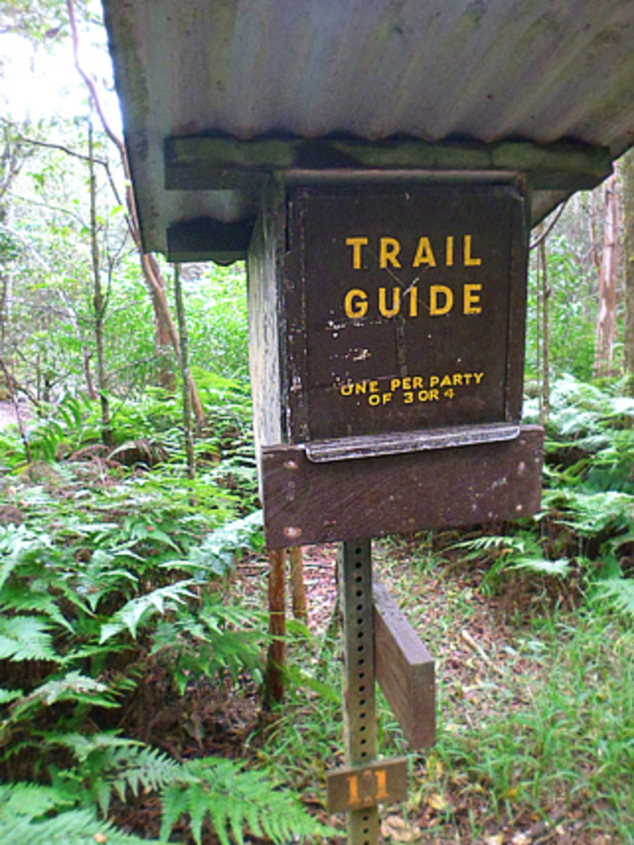 Hawaii Road Trip: Kalopa Native Forest State Park on the Big Island ...