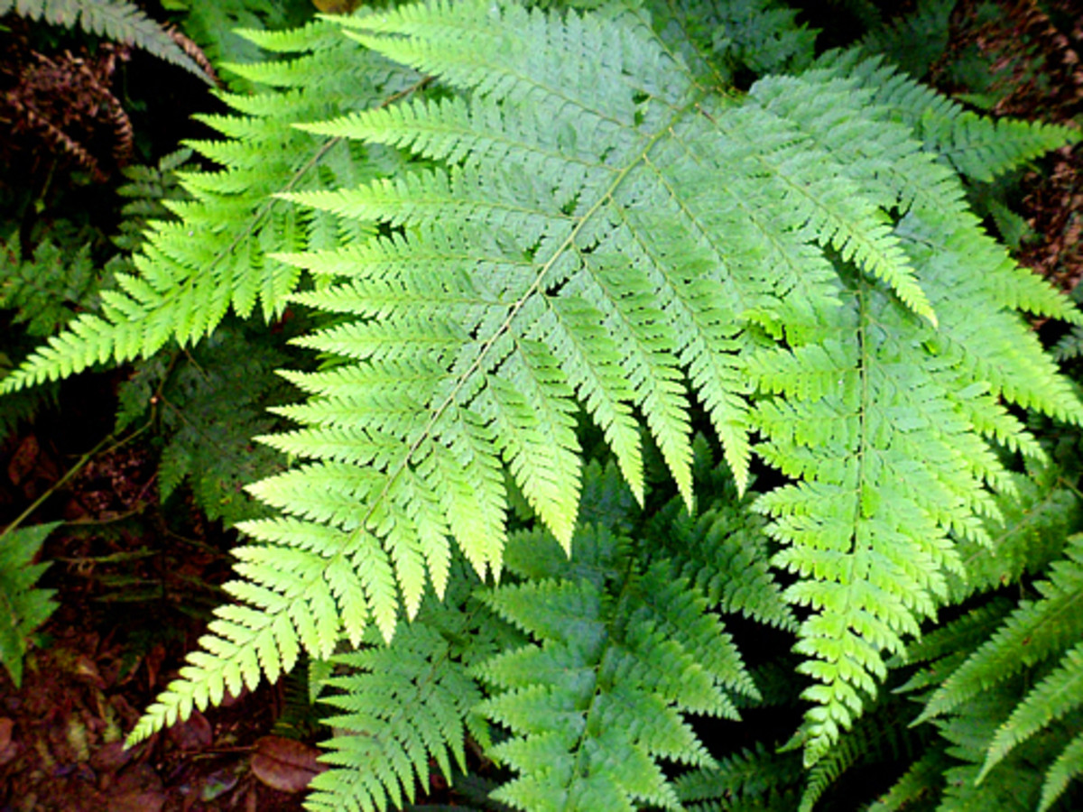 Hawaii Road Trip: Kalopa Native Forest State Park on the Big Island ...