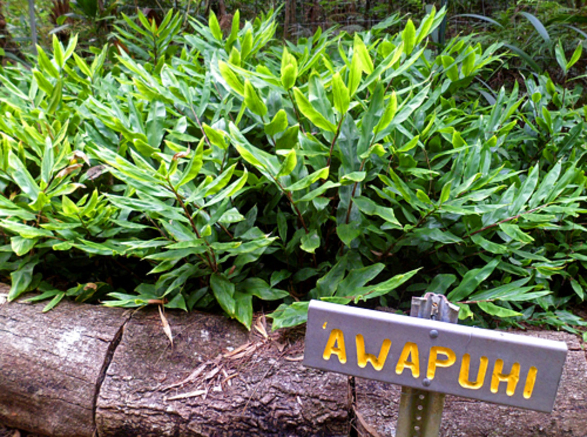 Hawaii Road Trip: Kalopa Native Forest State Park on the Big Island ...