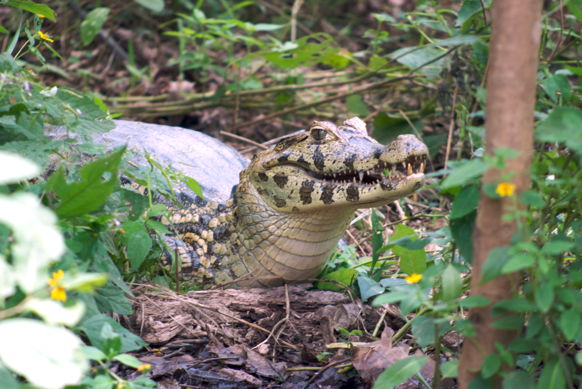 Suriname Travel Destinations & Wildlife: Through the Beating Heart of ...