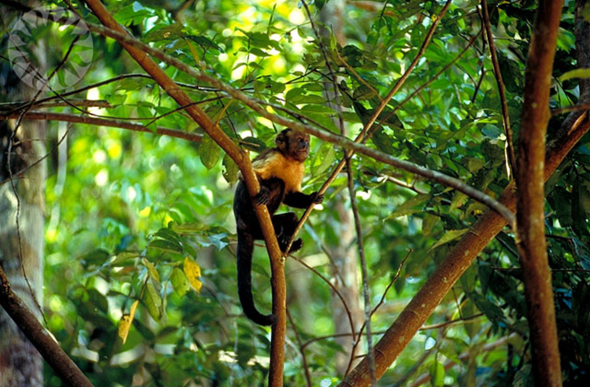 Suriname Travel Destinations & Wildlife: Through the Beating Heart of ...