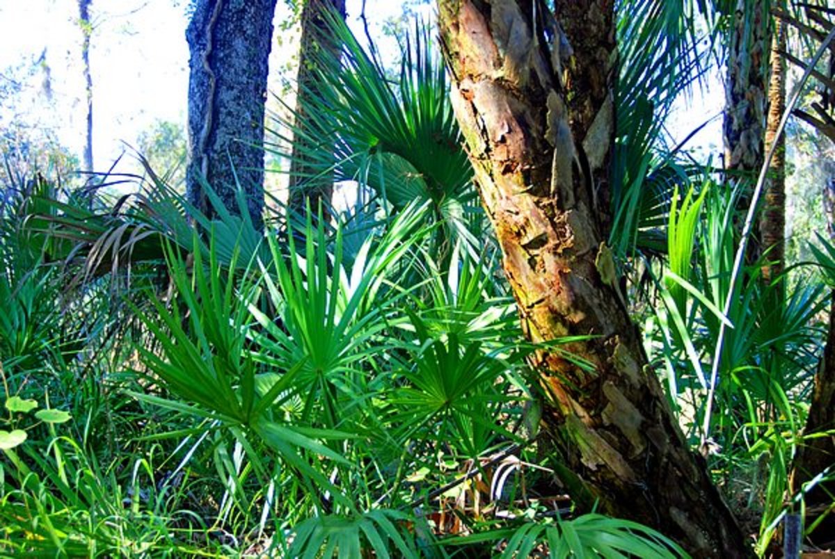 A Nature Walk in Tropical Wauchula, Florida - HubPages