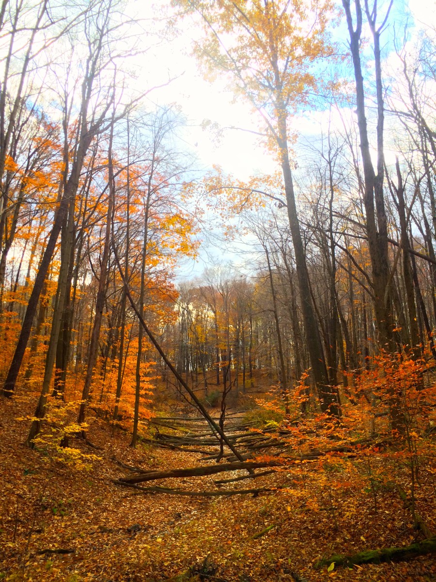 Fall in the Forest: Northeastern Ohio Hiking Hot Spots - HubPages