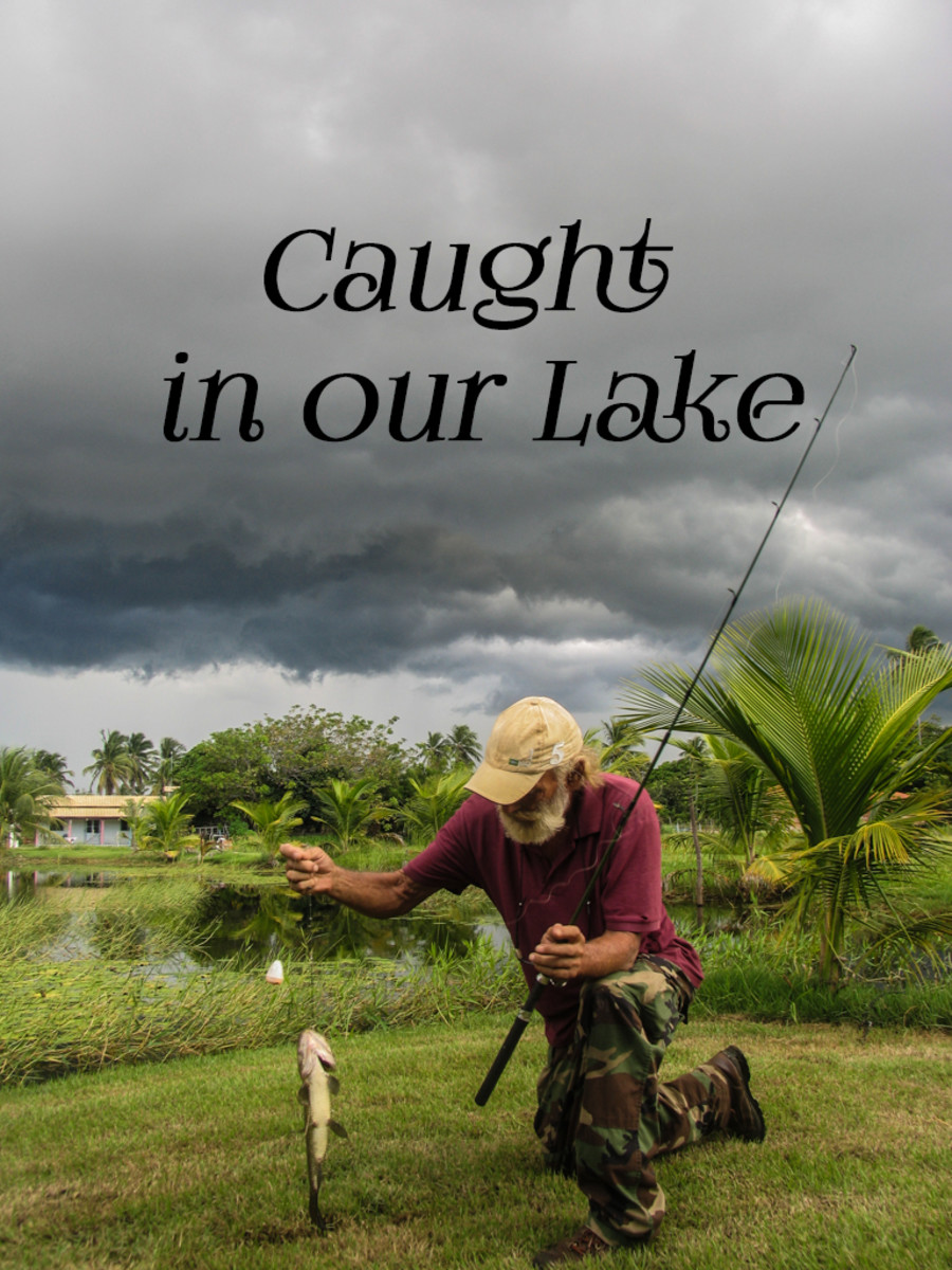 How I Catch Wolf Fish (Traira) - HubPages