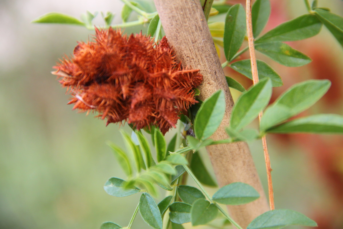 Nutritional and Health Benefits of Licorice Root - HubPages