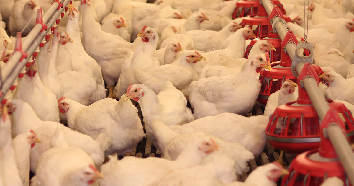 Reason for Going Vegan: Food for Thought - HubPages
