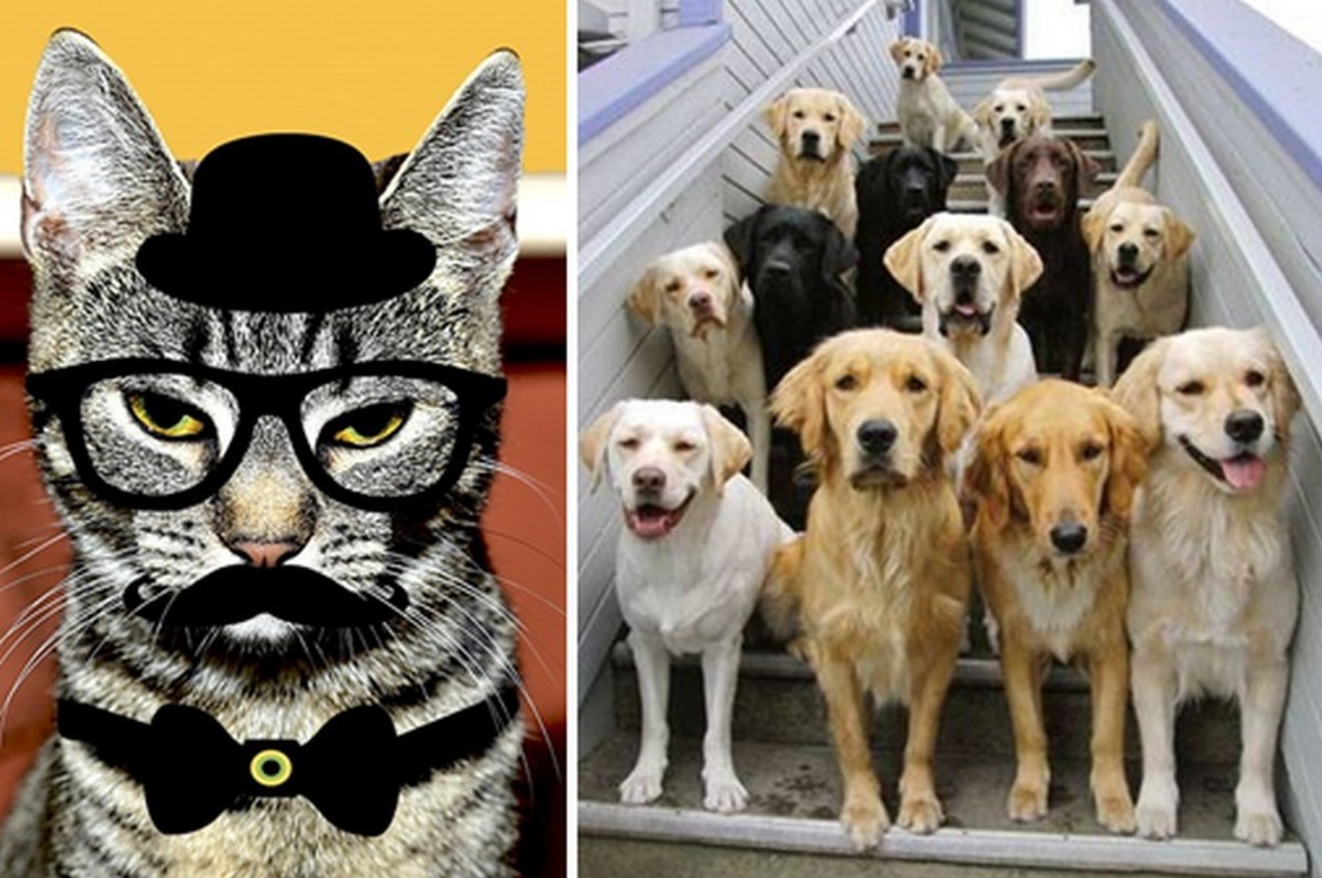 Angst: The Difference Between Libertarian Cats and Socialist Dogs ...