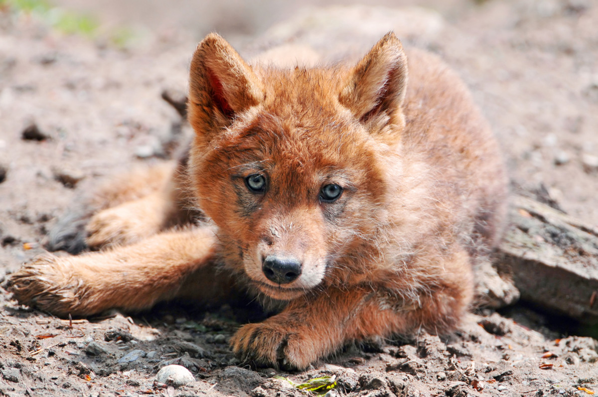 Tips on Surviving a Wolf Attack - HubPages