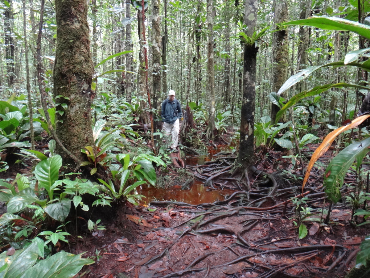 Angel Falls: What to Expect From Travel to the World's Tallest ...