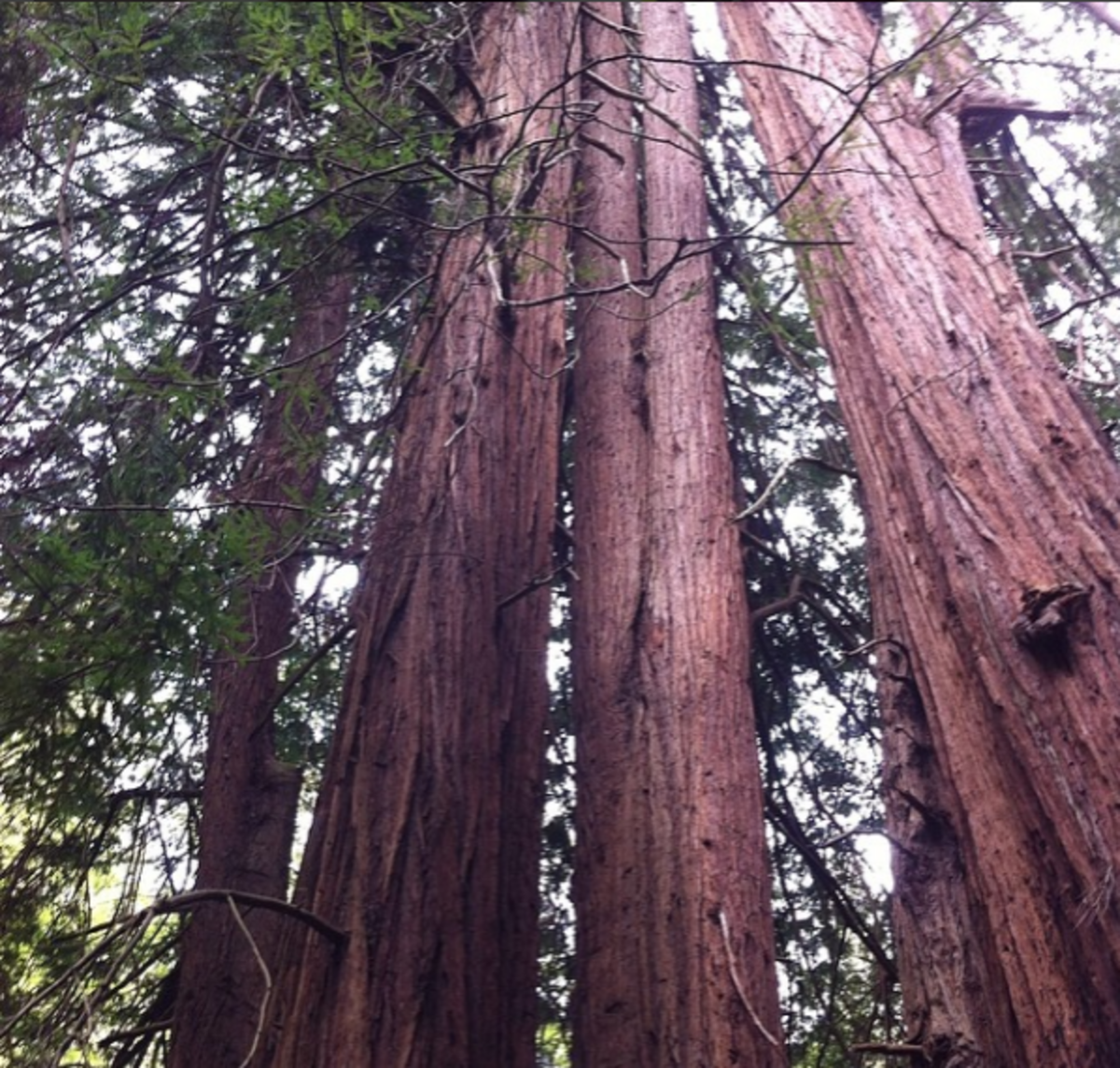 Mill Valley, California, Is a Hiker's Paradise - HubPages