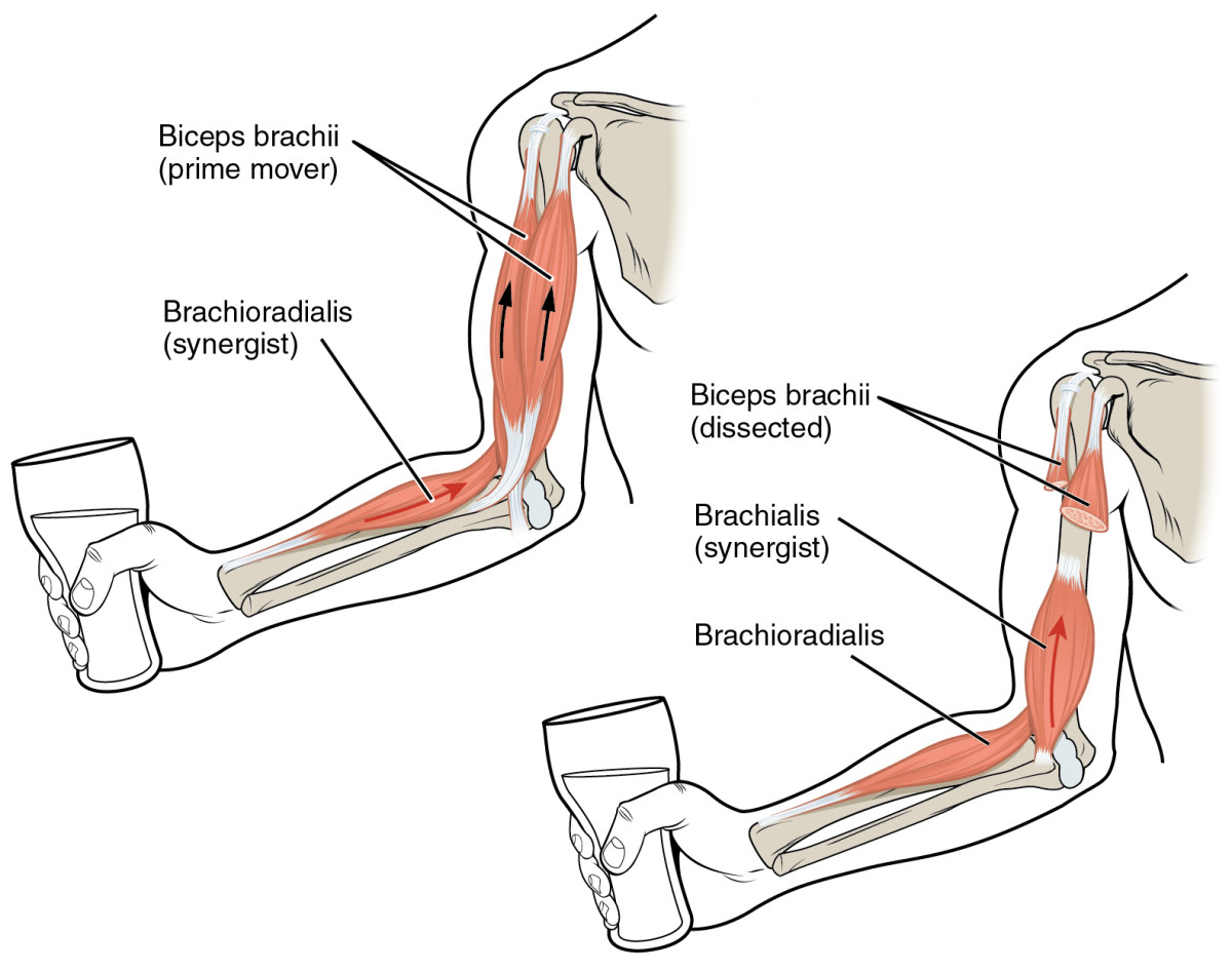 The Best Bicep Workouts: Building Biceps Through Every Range of Motion ...