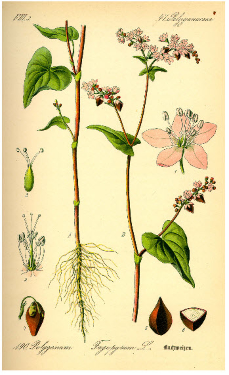 Buckwheat Tea Health Benefits - HubPages