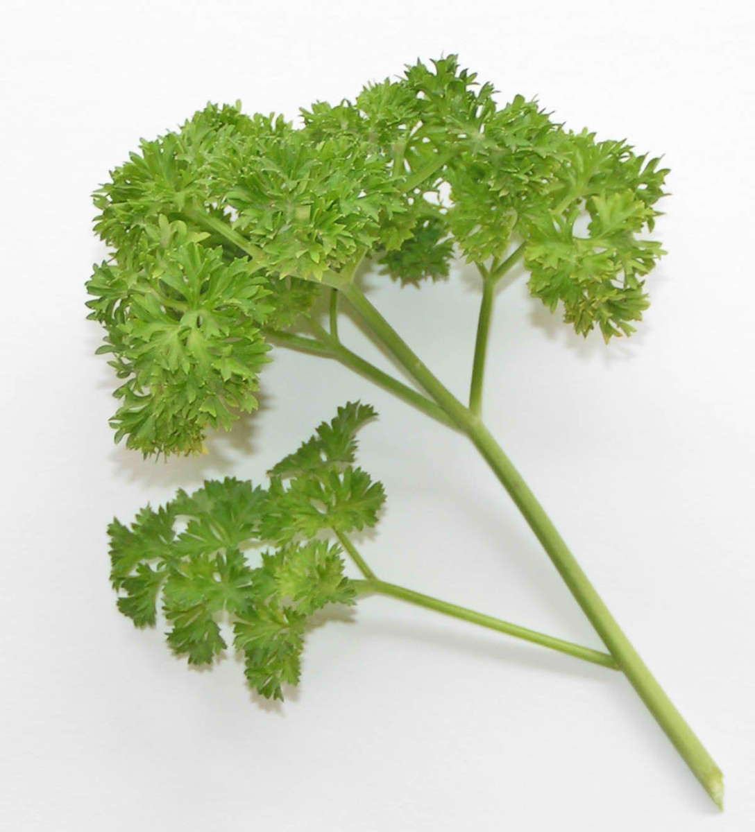 10 Health Benefits of Parsley - HubPages