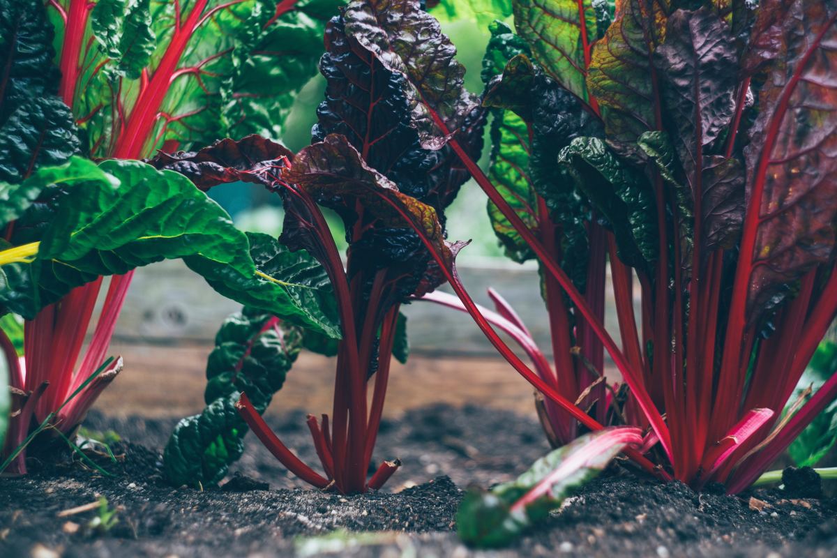 The Science Behind the Amazing Health Benefits of Red Beets - HubPages
