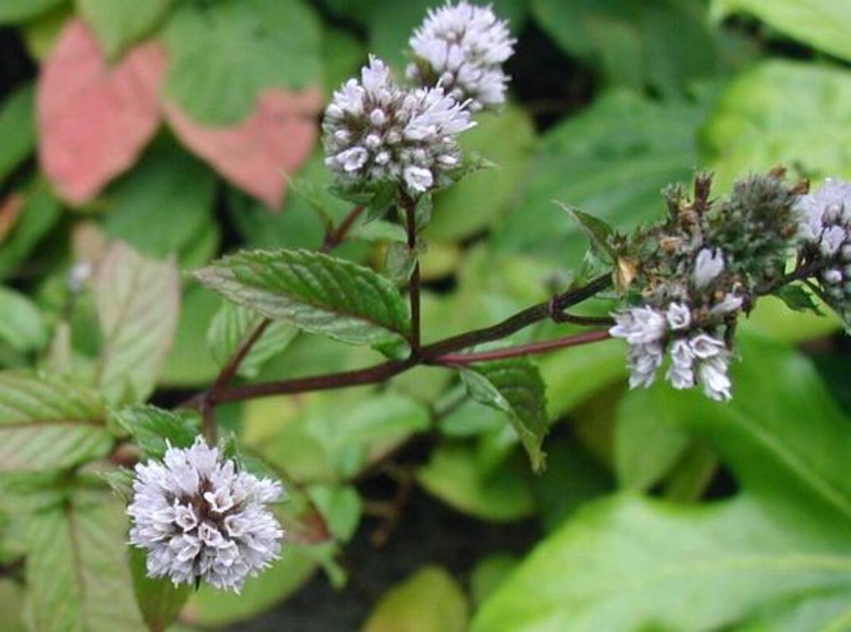 12 Surprising Health Benefits of Peppermint - HubPages