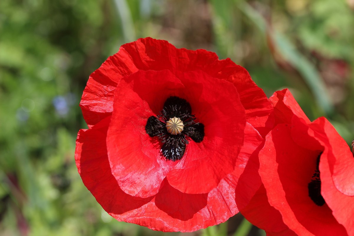 Irish Flower Symbol