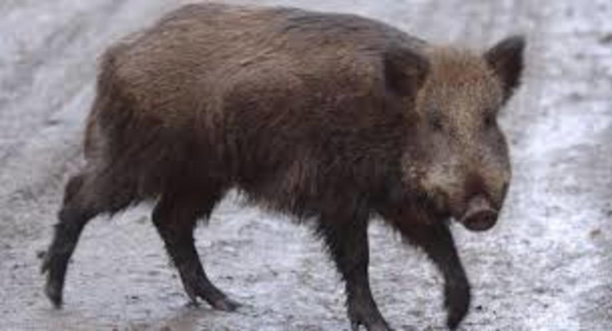 Feral Pig Problems - HubPages