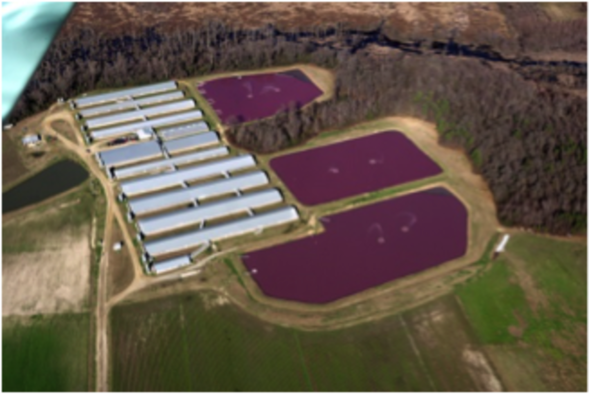 Mass Production Farming