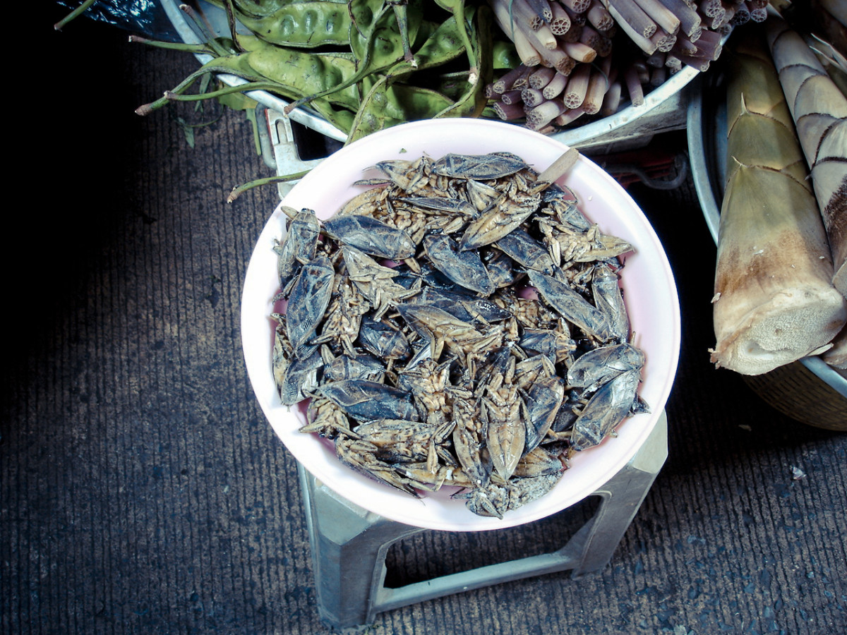 The Benefits of Eating Bugs (Plus 6 Edible Bugs You Should Try) - HubPages