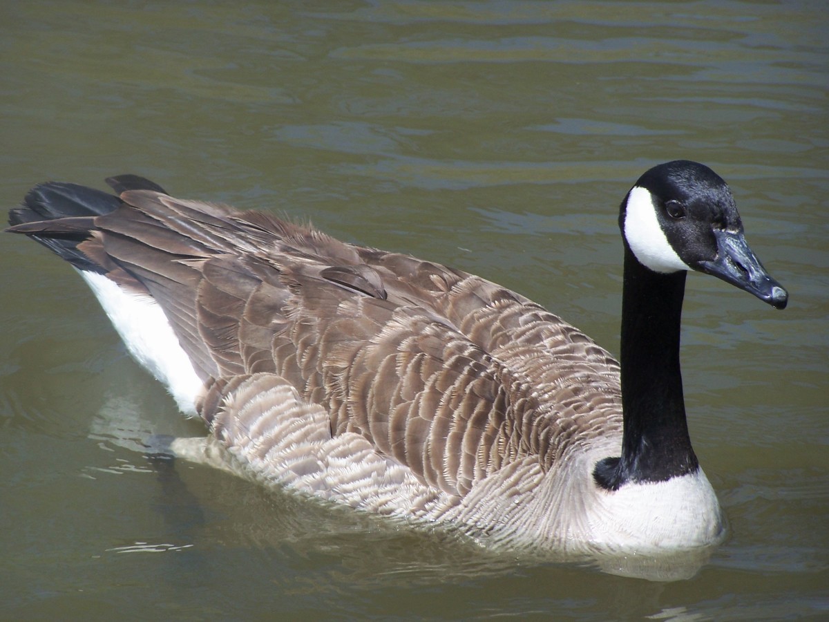 Wings of the Beloved - LetterPile