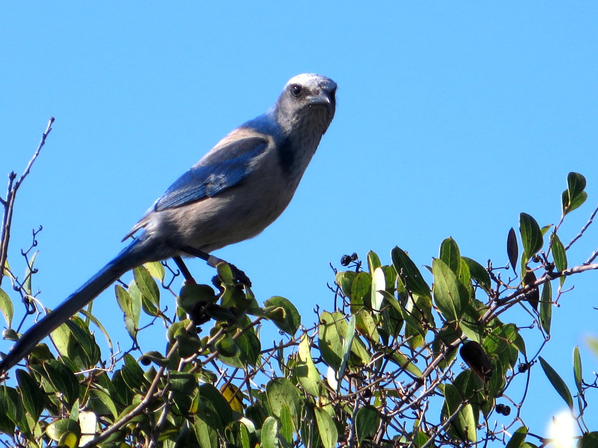 Scrub-Jay Alchemy - HubPages