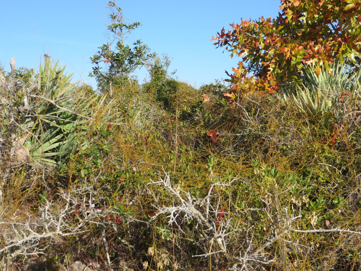 Scrub-Jay Alchemy - HubPages