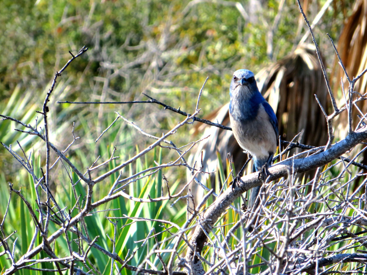 Scrub-Jay Alchemy - HubPages