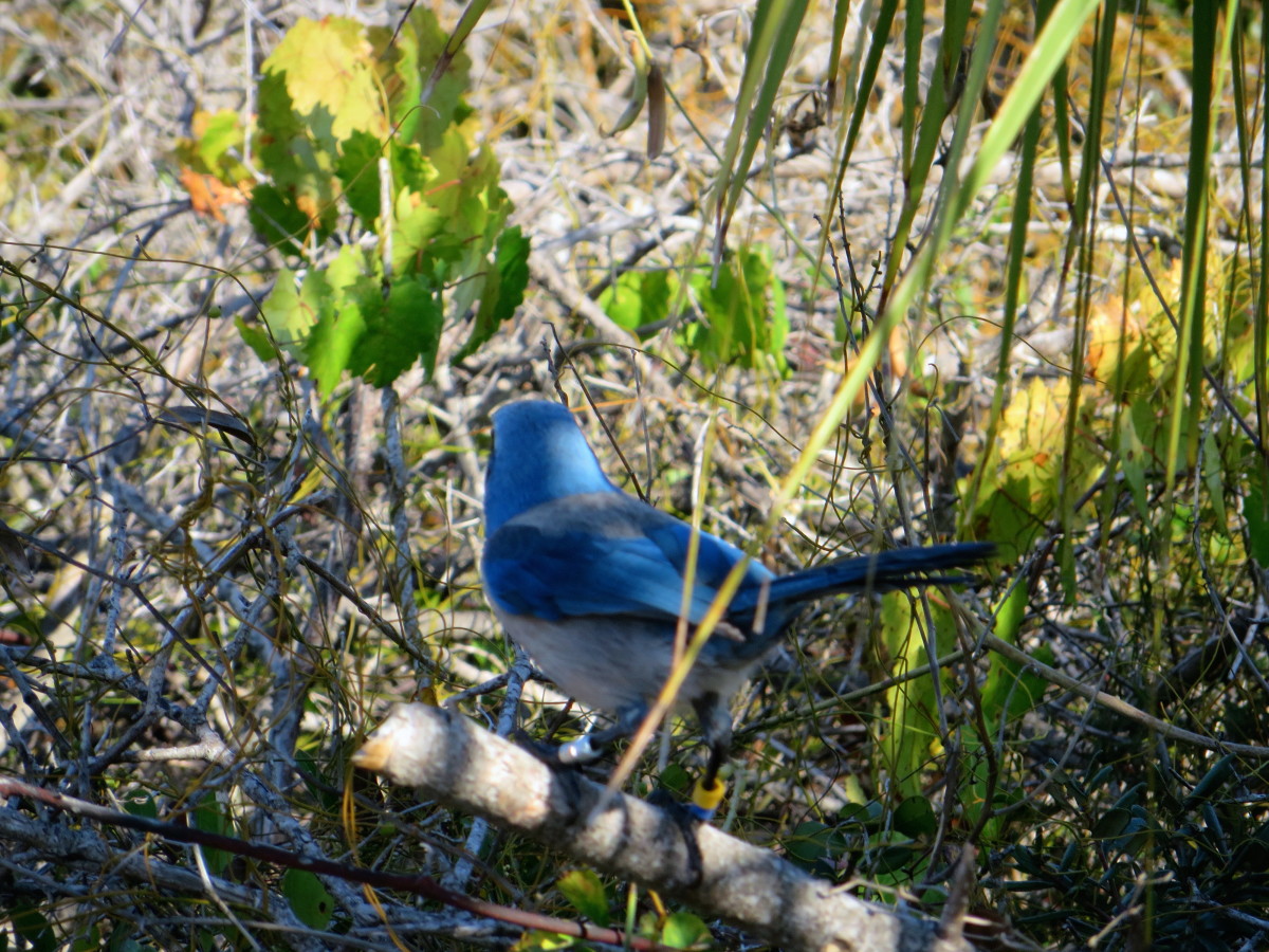 Scrub-Jay Alchemy - HubPages