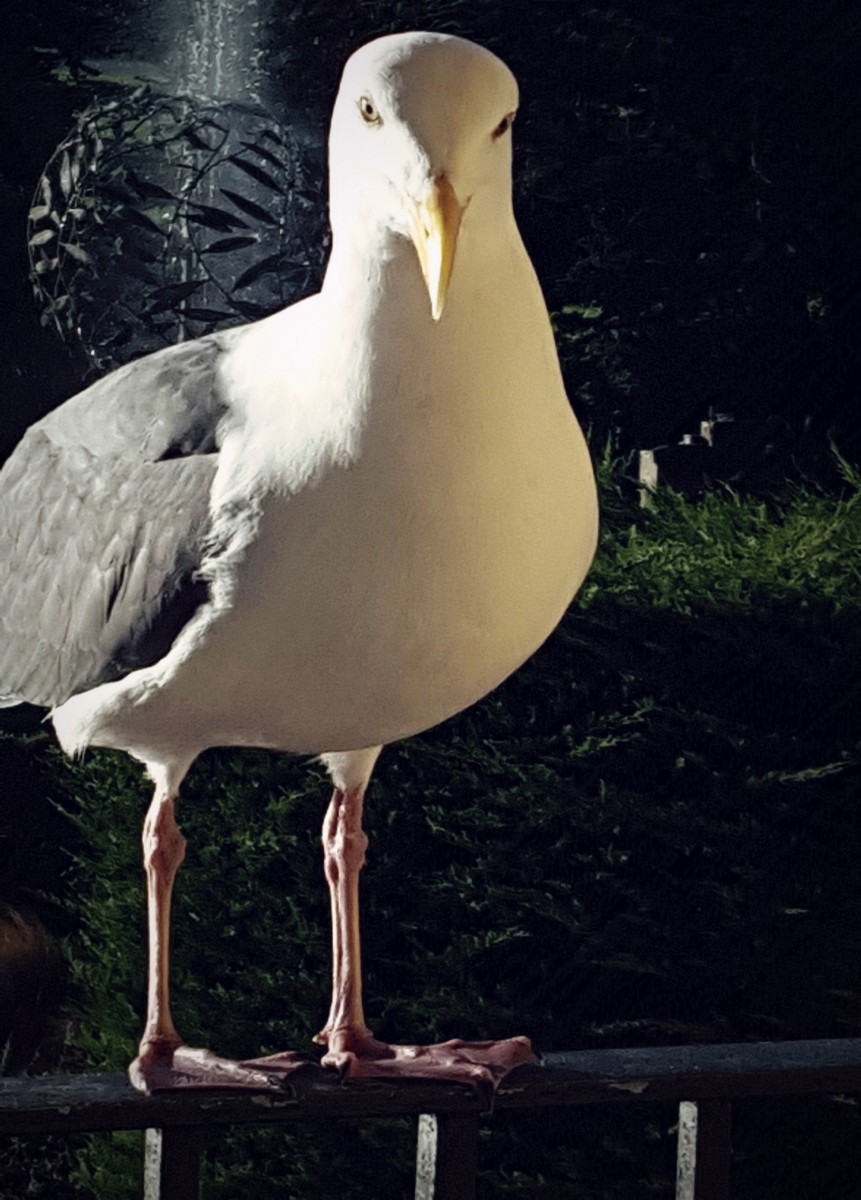 A Silly Seagull - LetterPile