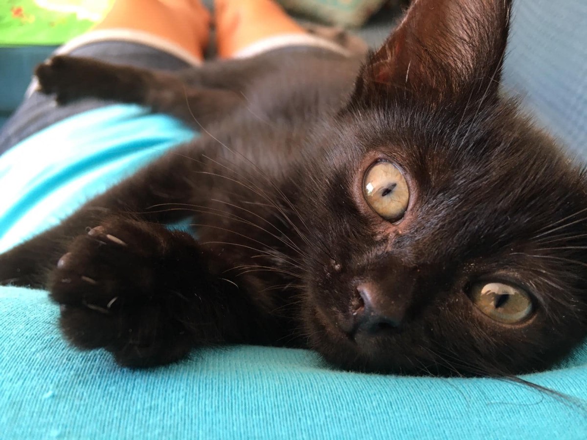 Feral Cats Of Playa Blanca, Lanzarote. Part Four - HubPages