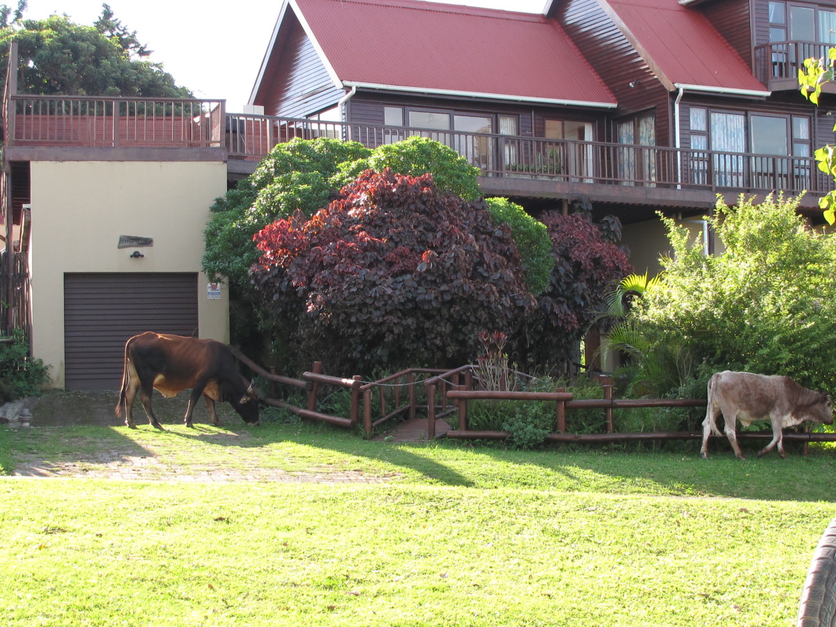When the Cows come to town - a South African Short Story - HubPages