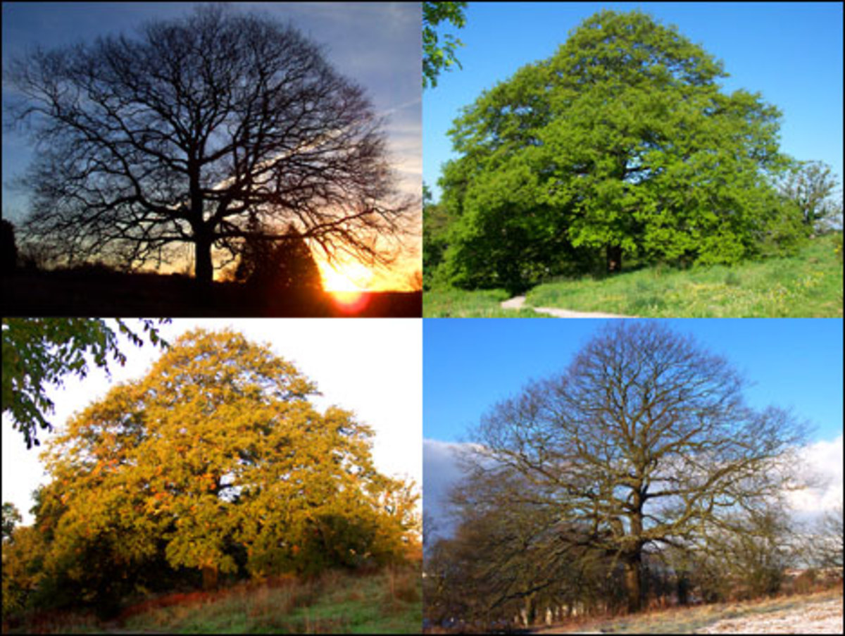 Lessons From a Tree - HubPages