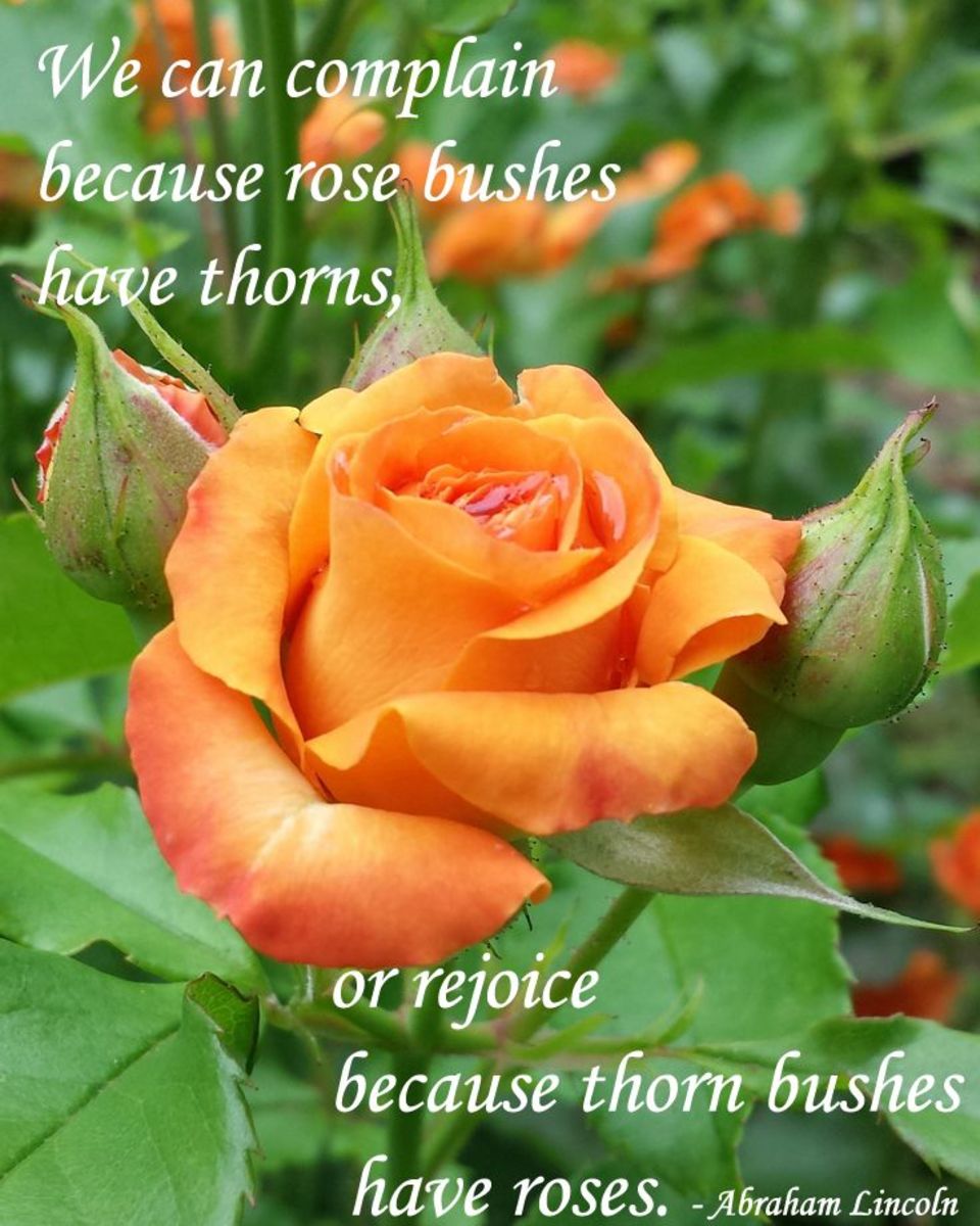 Lessons From A Rose Bush - HubPages