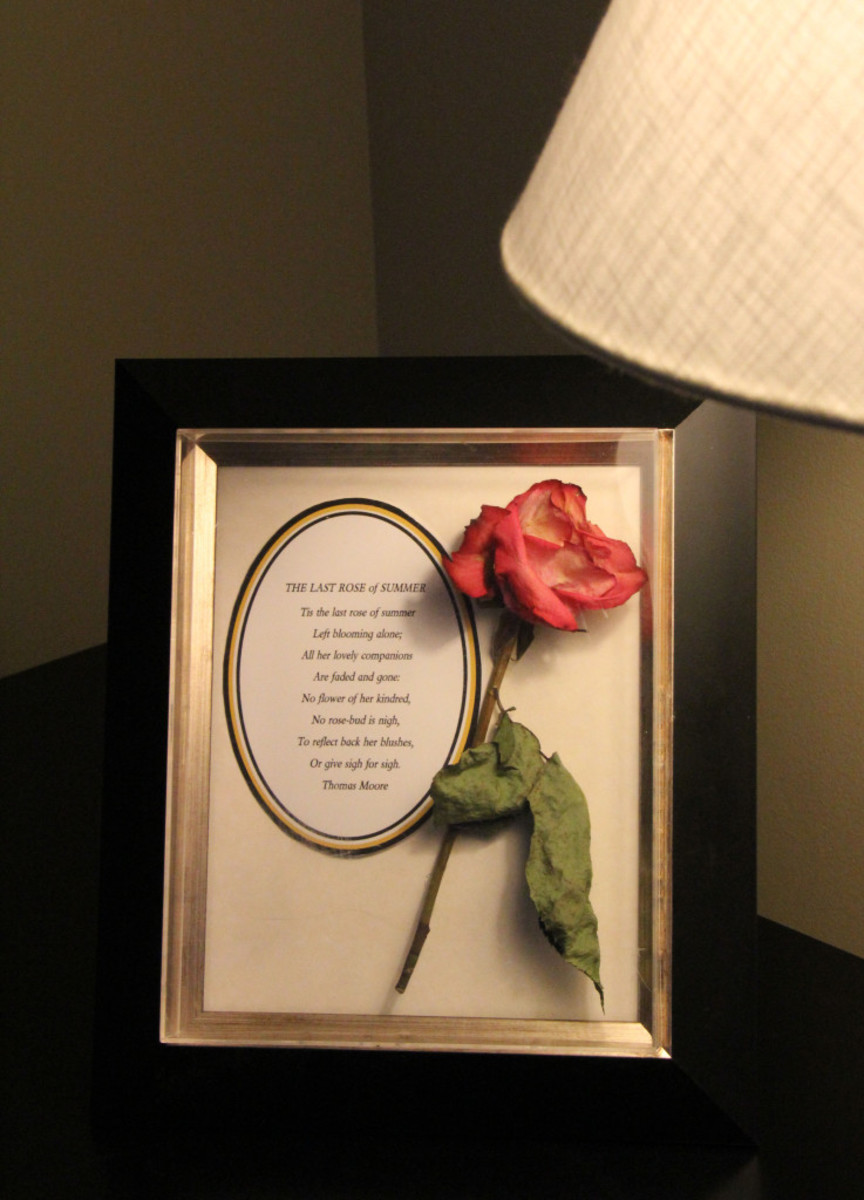 Lessons From A Rose Bush - HubPages