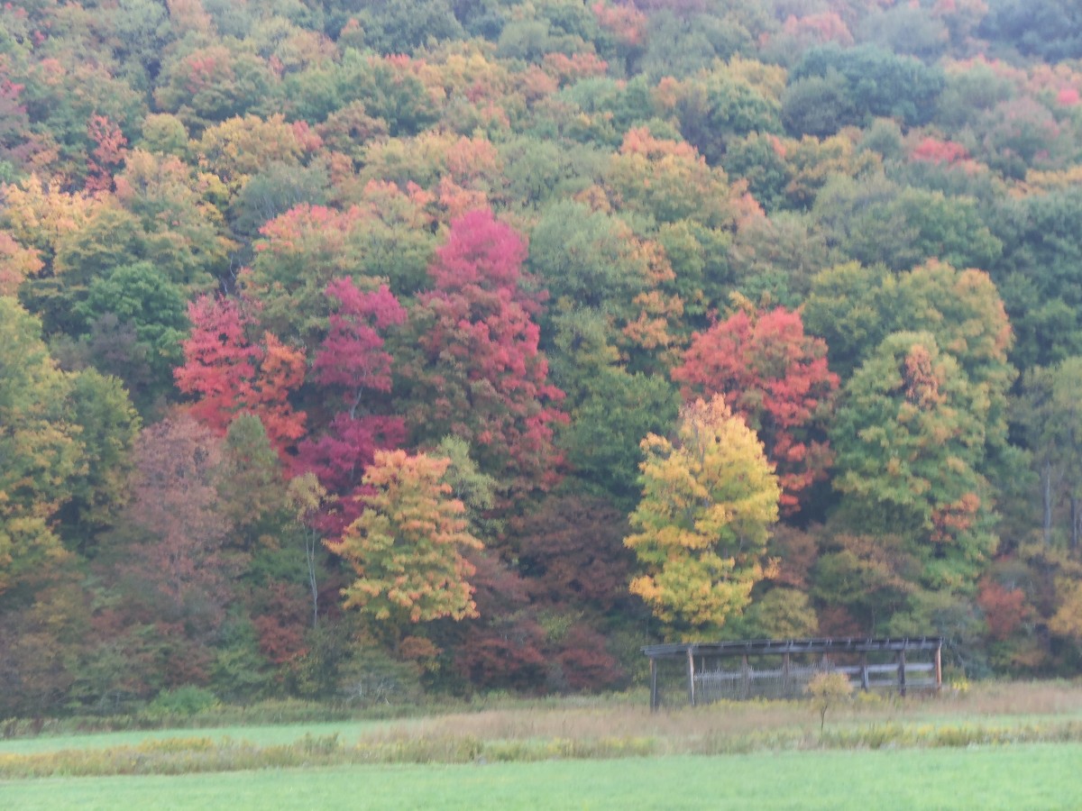 Autumn in the Hills of Potter County, Pennsylvania - LetterPile