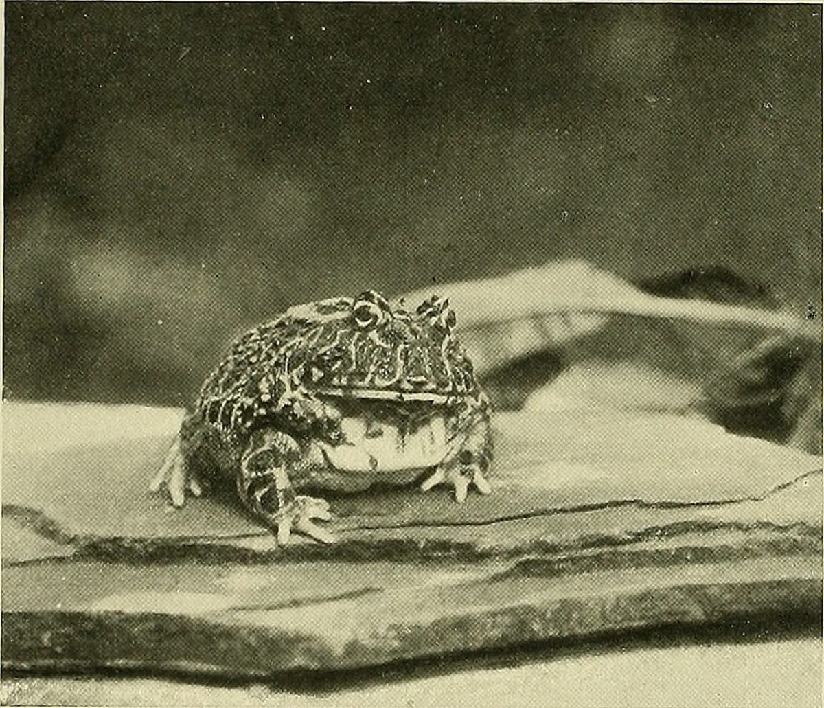 Secret Revealed: What Frogs Talk About When We Aren't Looking - LetterPile