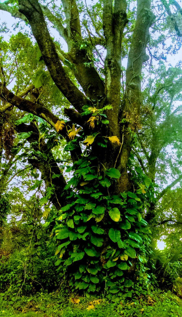 Tree of Life - Symbolic poem - LetterPile