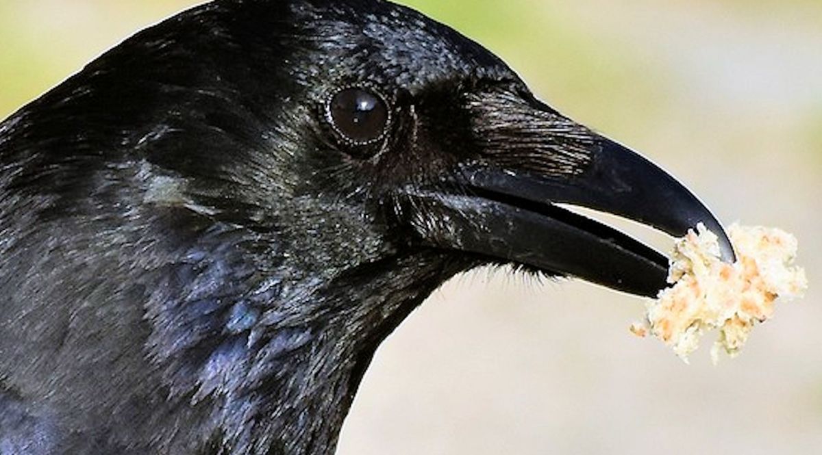 Glen's Visit From a Raven - LetterPile