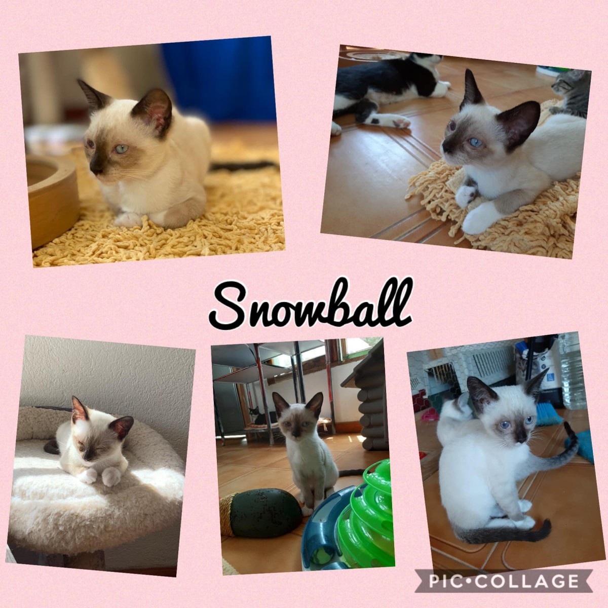 Feral Cats Of Playa Blanca, Lanzarote, Part Three - HubPages