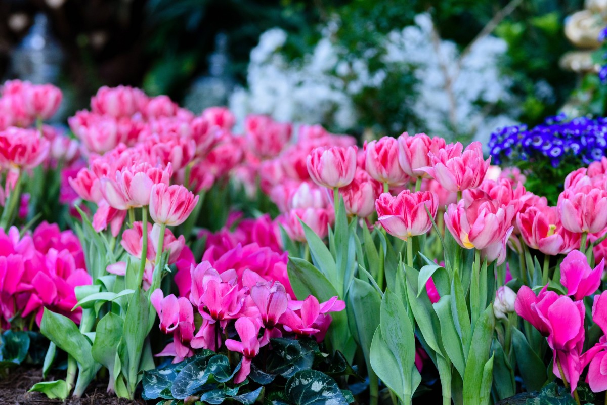 A Walk Through Spring. Monday's Inspiration 67, an Offering to Verlie ...