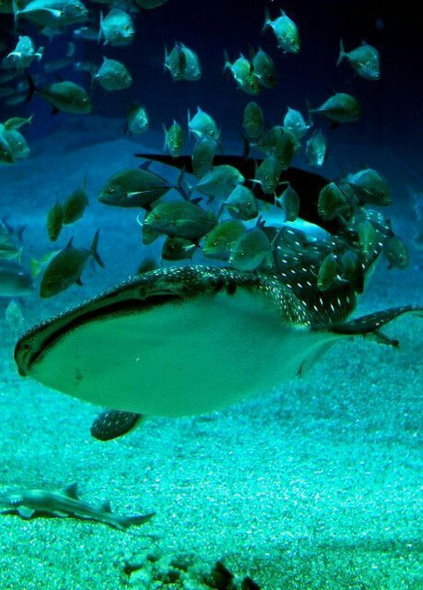 Fish That Followed Me - LetterPile