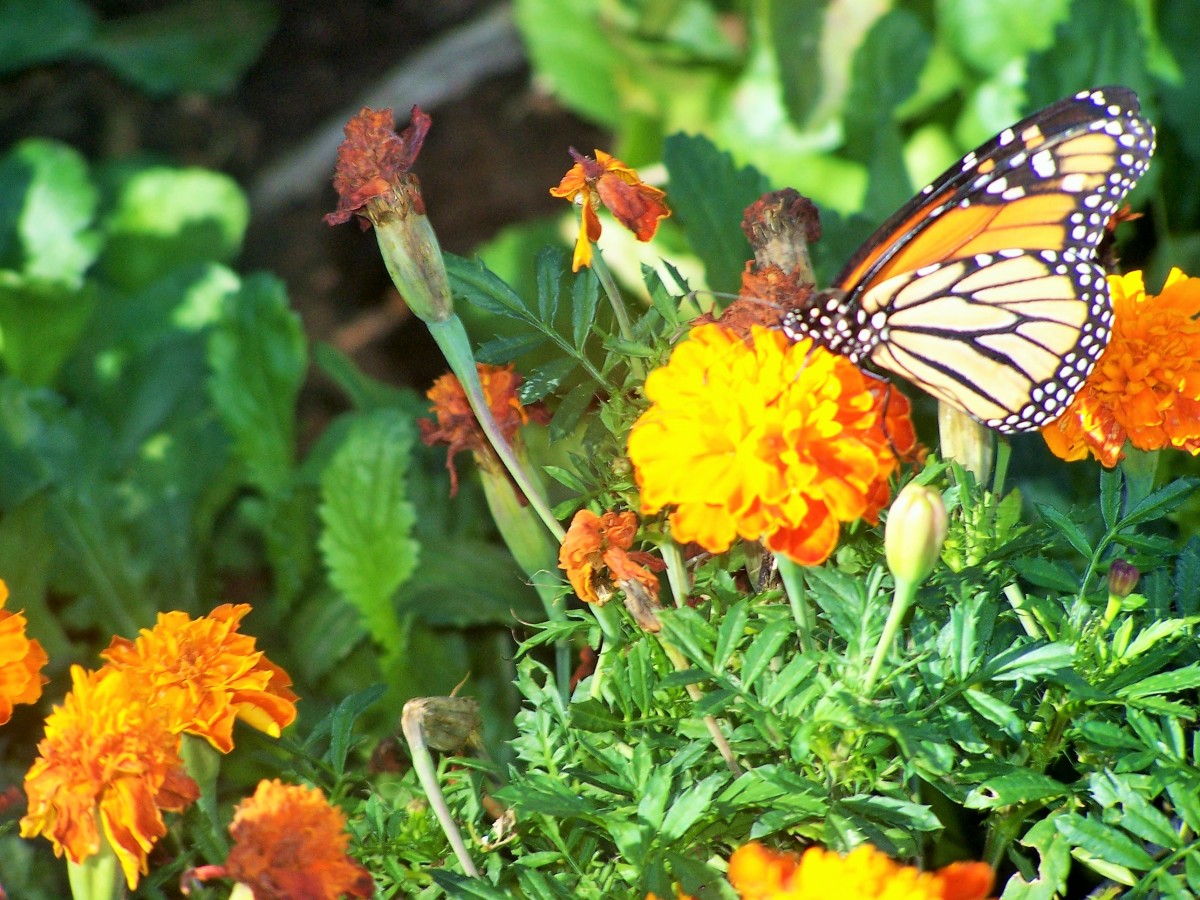 Butterflies of Autumn - LetterPile