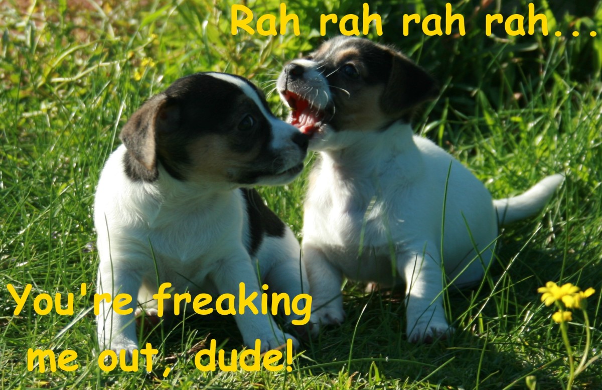 Are You Furreal? Maddog Mom Memes, Puppy Parenting Ponderings, & Tall ...