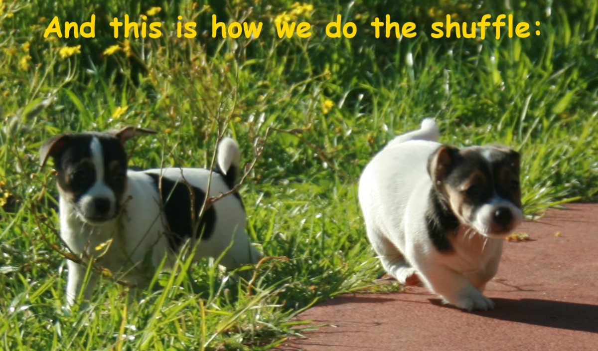 Are You Furreal? Maddog Mom Memes, Puppy Parenting Ponderings, & Tall ...