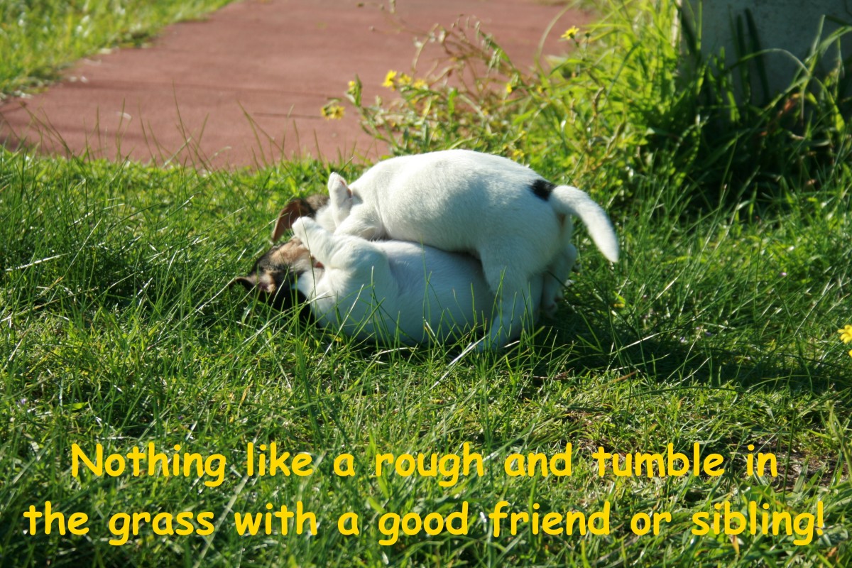 Are You Furreal? Maddog Mom Memes, Puppy Parenting Ponderings, & Tall ...