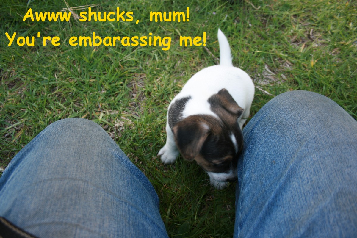 Are You Furreal? Maddog Mom Memes, Puppy Parenting Ponderings, & Tall ...