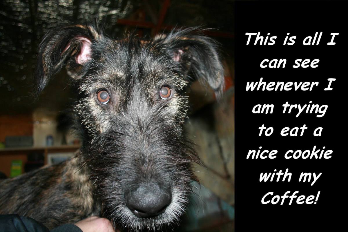 Are You Furreal? Maddog Mom Memes, Puppy Parenting Ponderings, & Tall ...