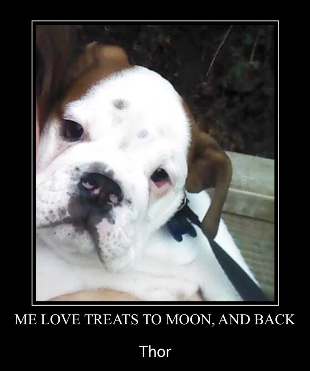 Bulldog Humor, Poetry - HubPages
