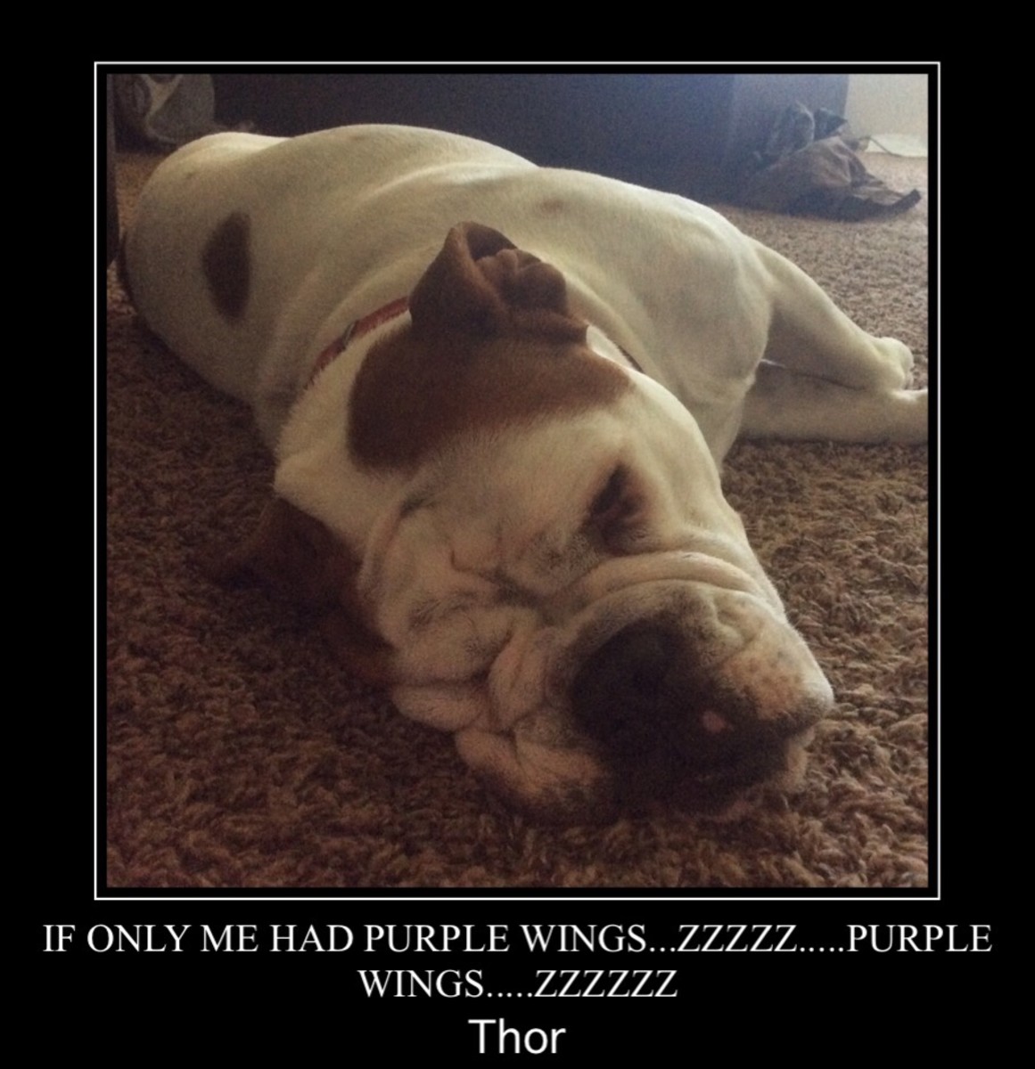 Bulldog Humor, Poetry - HubPages