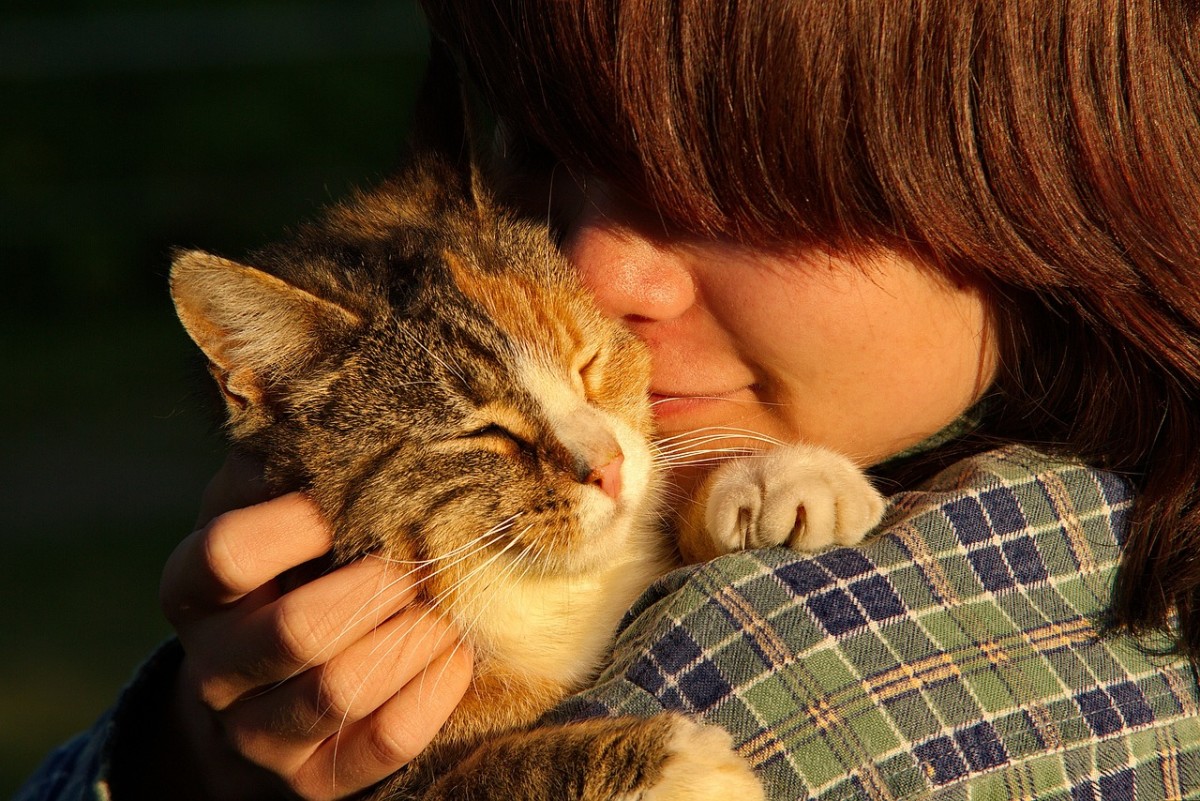 Elegy to a Feline Companion - LetterPile
